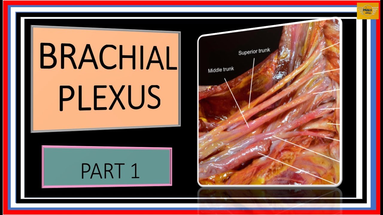 BRACHIAL PLEXUS PART 1 (slides) - YouTube