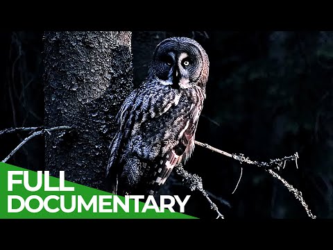 Predators After Dark | Race of Life | Episode 13 | Free Documentary Nature
