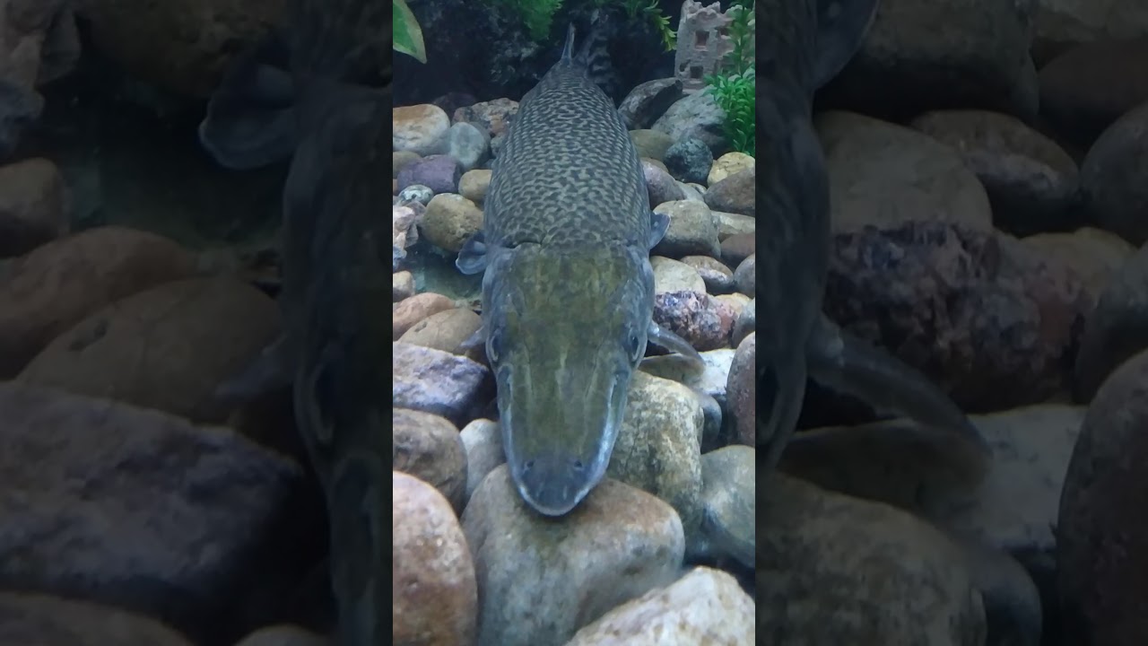 Danger fish - YouTube