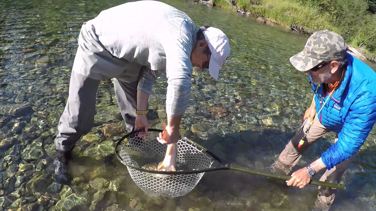 Wigwam River BC bull trout - YouTube