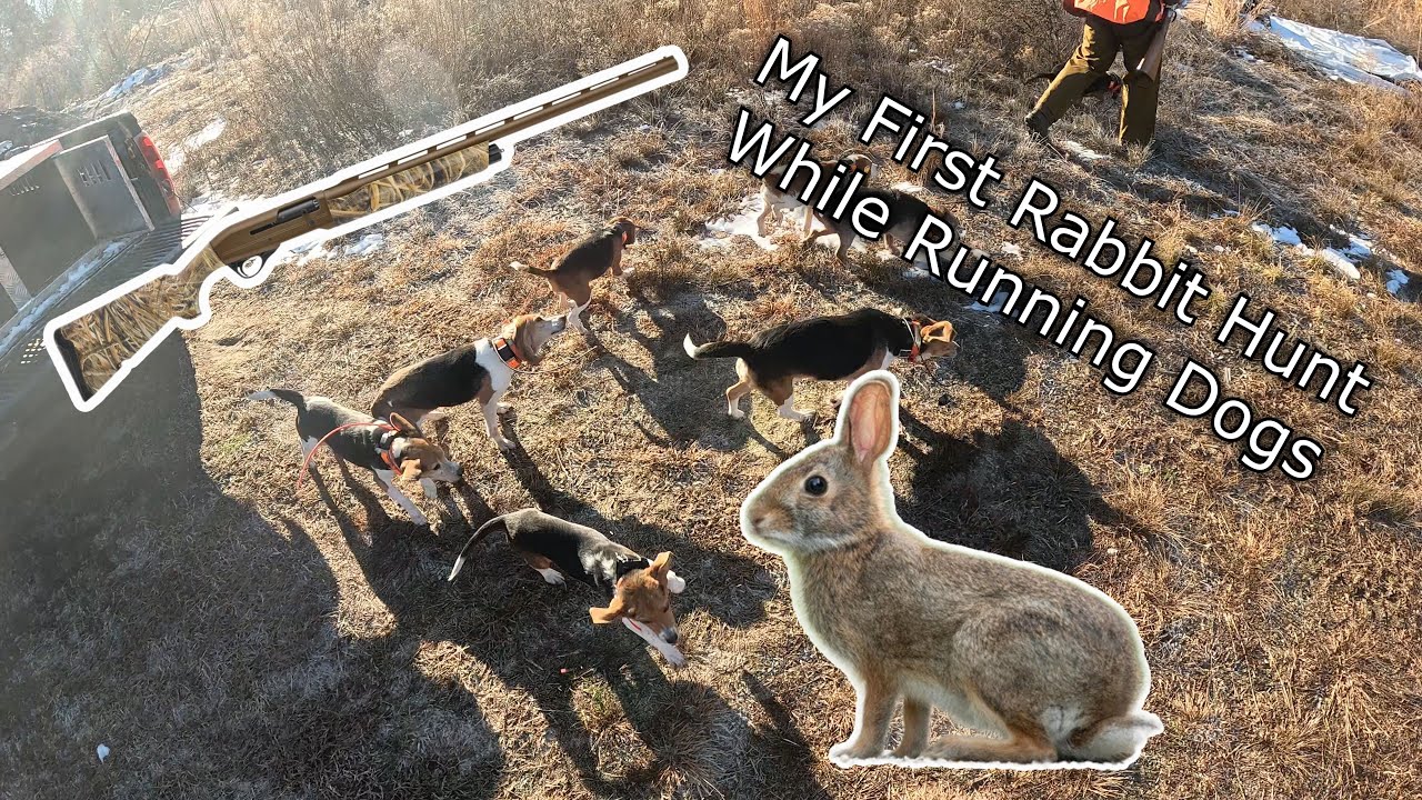 Running Rabbits for the First Time - YouTube