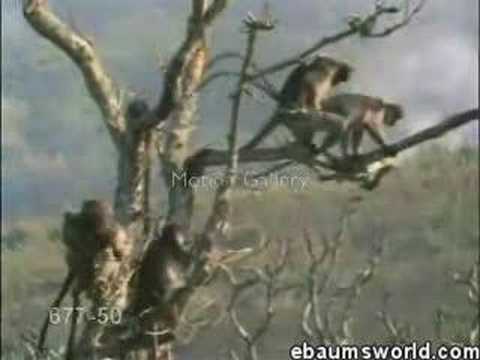 Monkey Nut Grab