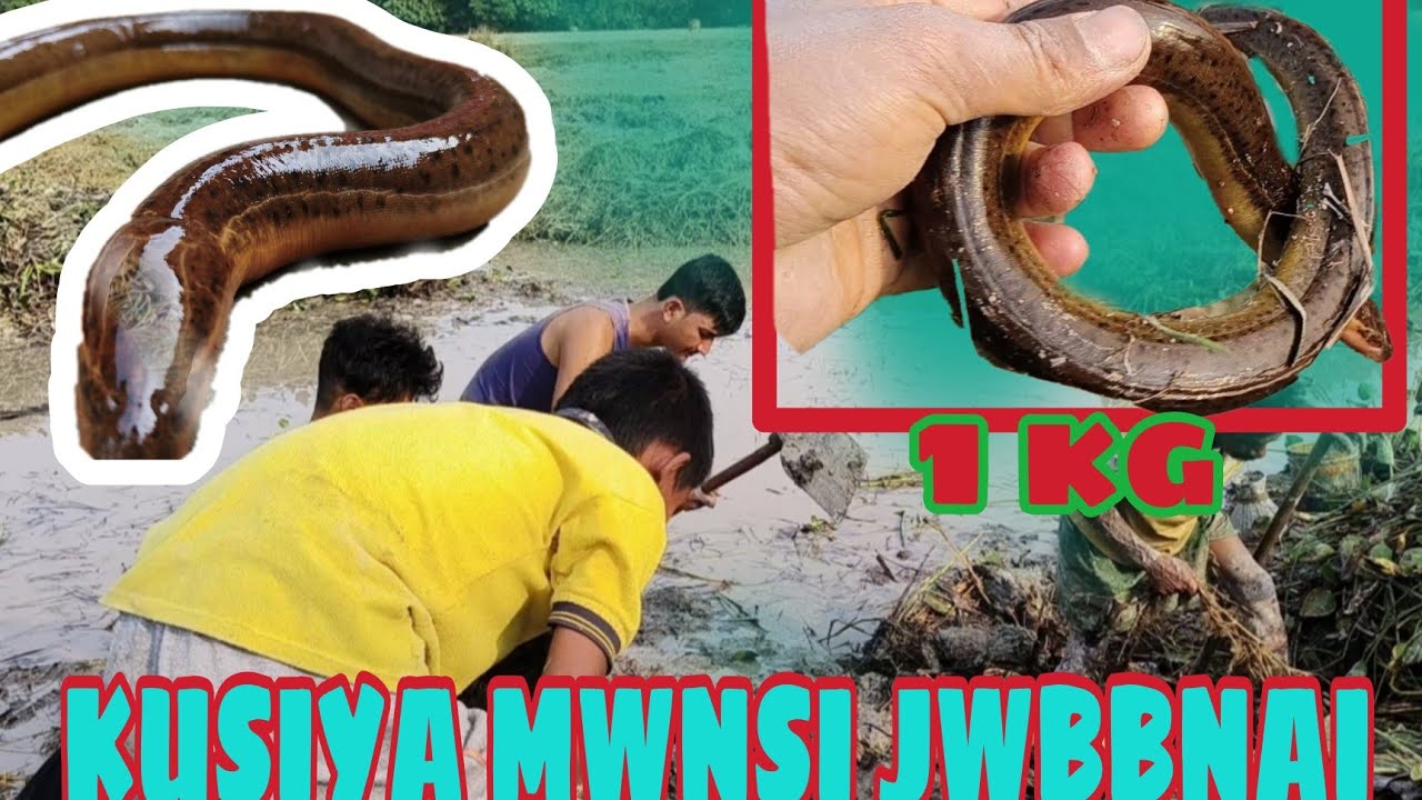 KUSIYA JAOKAO BBAI BIHAO NAO🤣🤣🤣🤣FISH CATCHING - YouTube