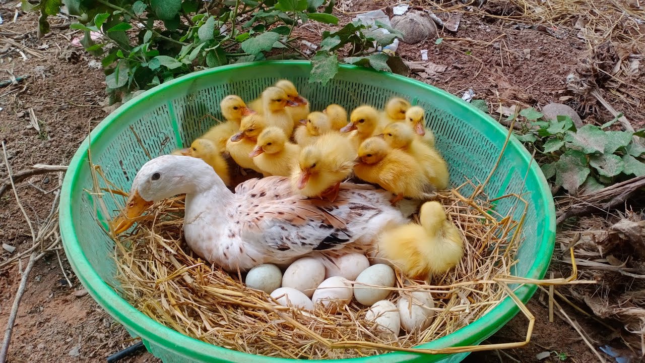 Amazing Pekin 27New Duckling Hatching From Eggs / New Baby Duck after ...