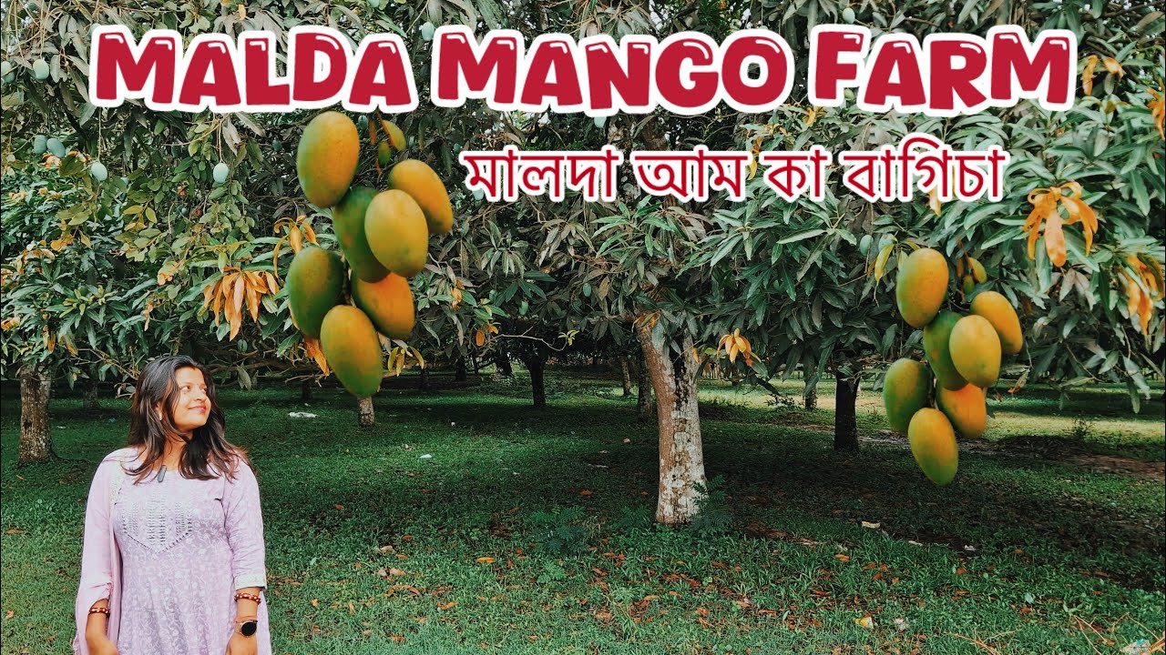 आम का बगीचा | Malda Mango Garden 🪴 | Farm | MALDA TOWN | West Bengal ...