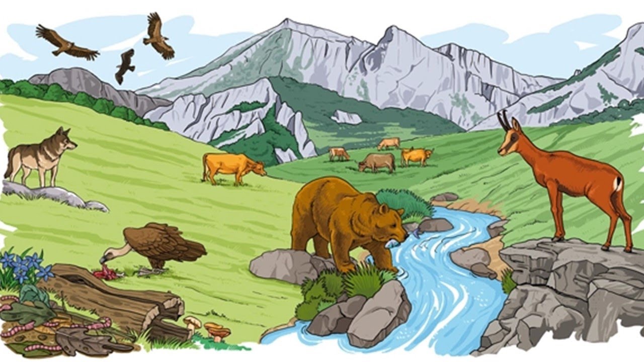 ¿Cuál es la diferencia entre FACTORES BIÓTICOS y ABIÓTICOS? - YouTube