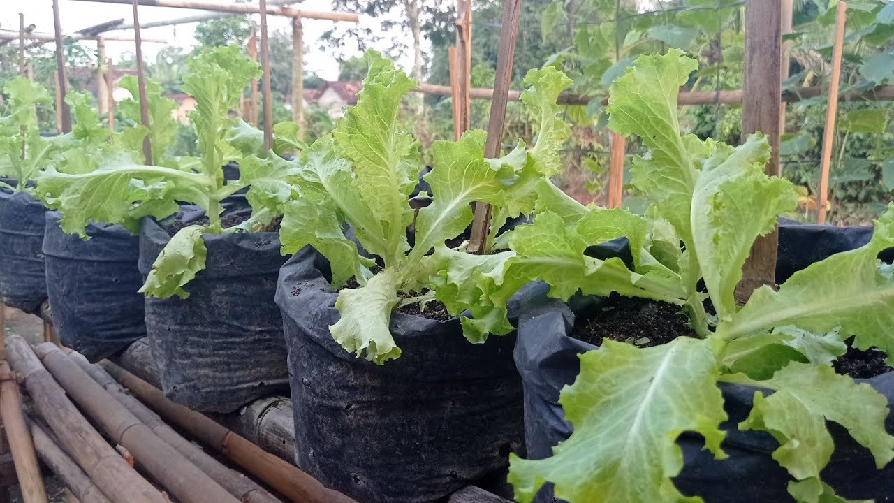 cara menanam selada di polybag | how to grow lettuce in polybags - YouTube