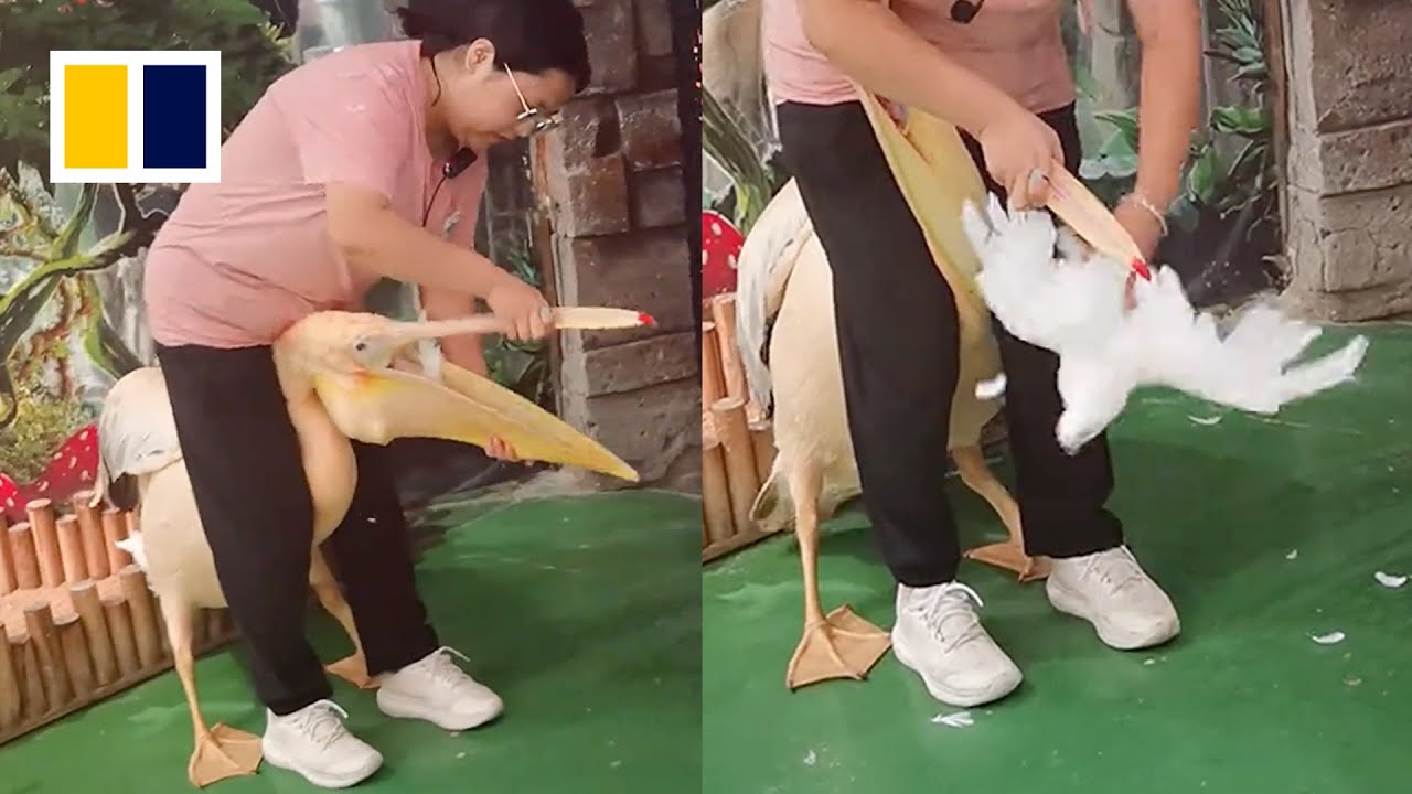 Pelican caught eating pigeon ‘colleague’ at zoo in China - YouTube