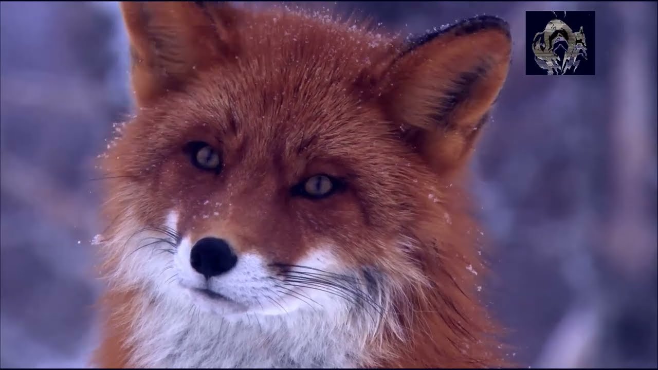 Fox Chillout DNB 2 ( Remastered ) - YouTube