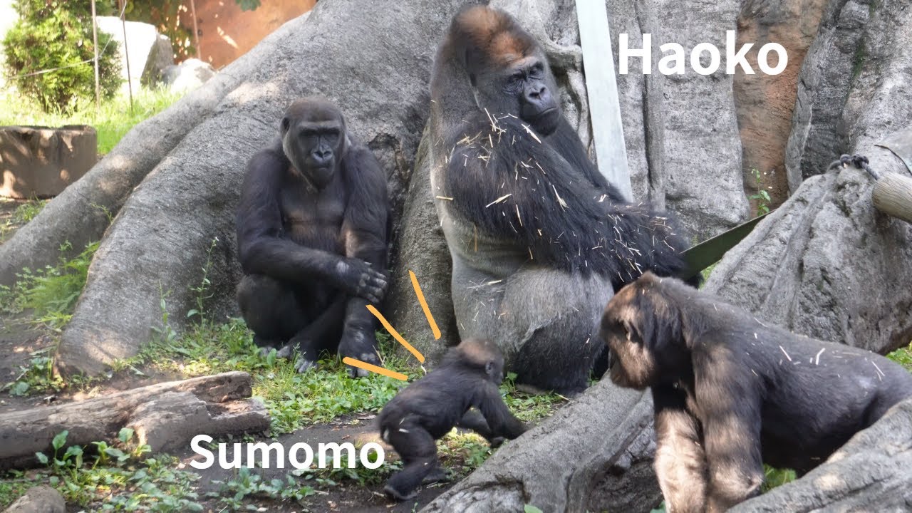 Giant silverback Haoko watches over his baby gorilla Sumomo | Gorilla ...