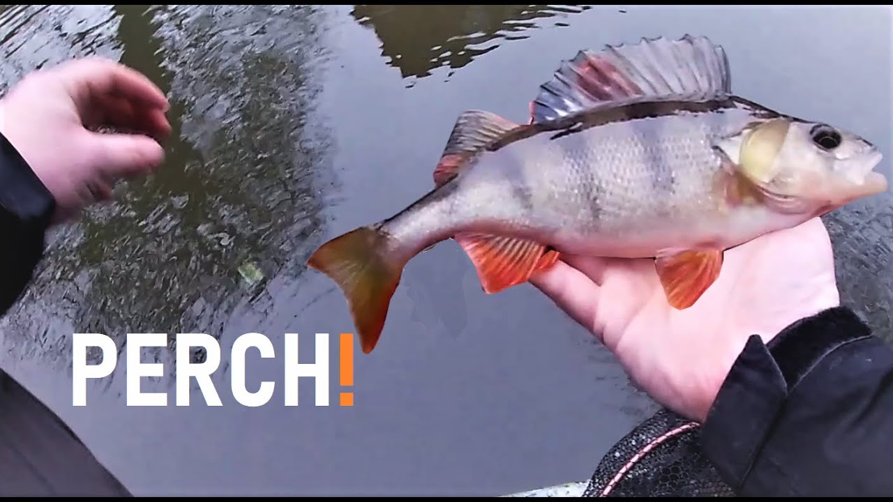Winter Perch fishing - Micro lures - YouTube