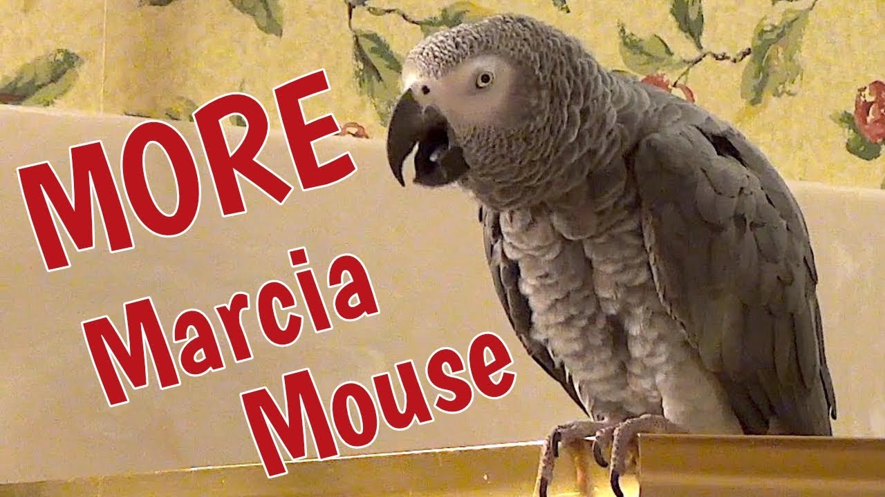 More Marcia Mouse, Marcia Melon too! - YouTube
