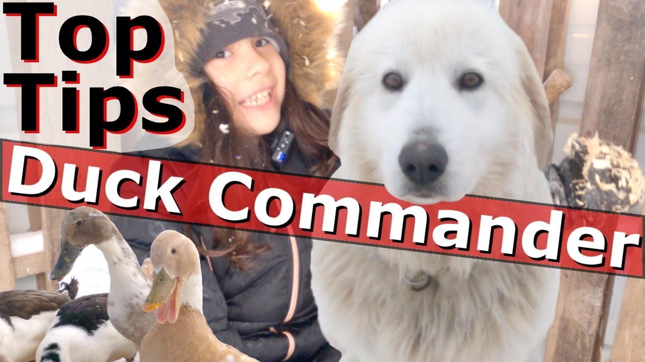 RAISING DUCKS in WINTER | TOP TIPS for WINTER DUCK CARE | Introducing ...