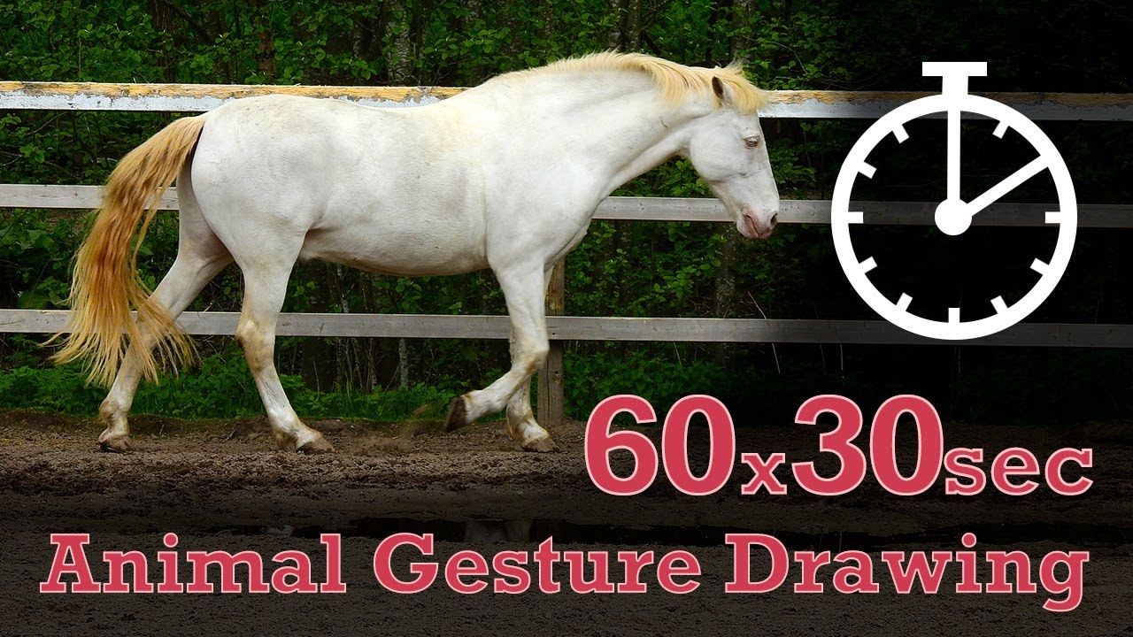 Animal Drawing References #140 - 60x30s poses - Horse - YouTube