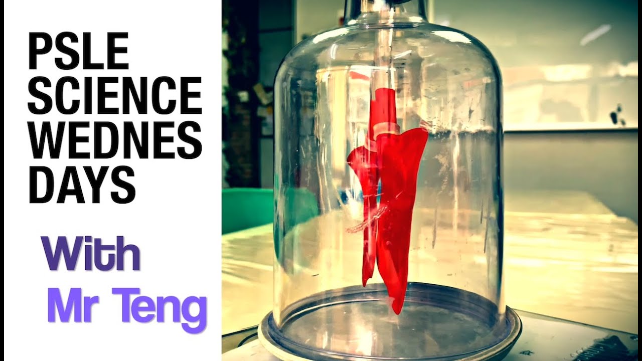 Structure questions from PSLE Science 2019 paper - YouTube