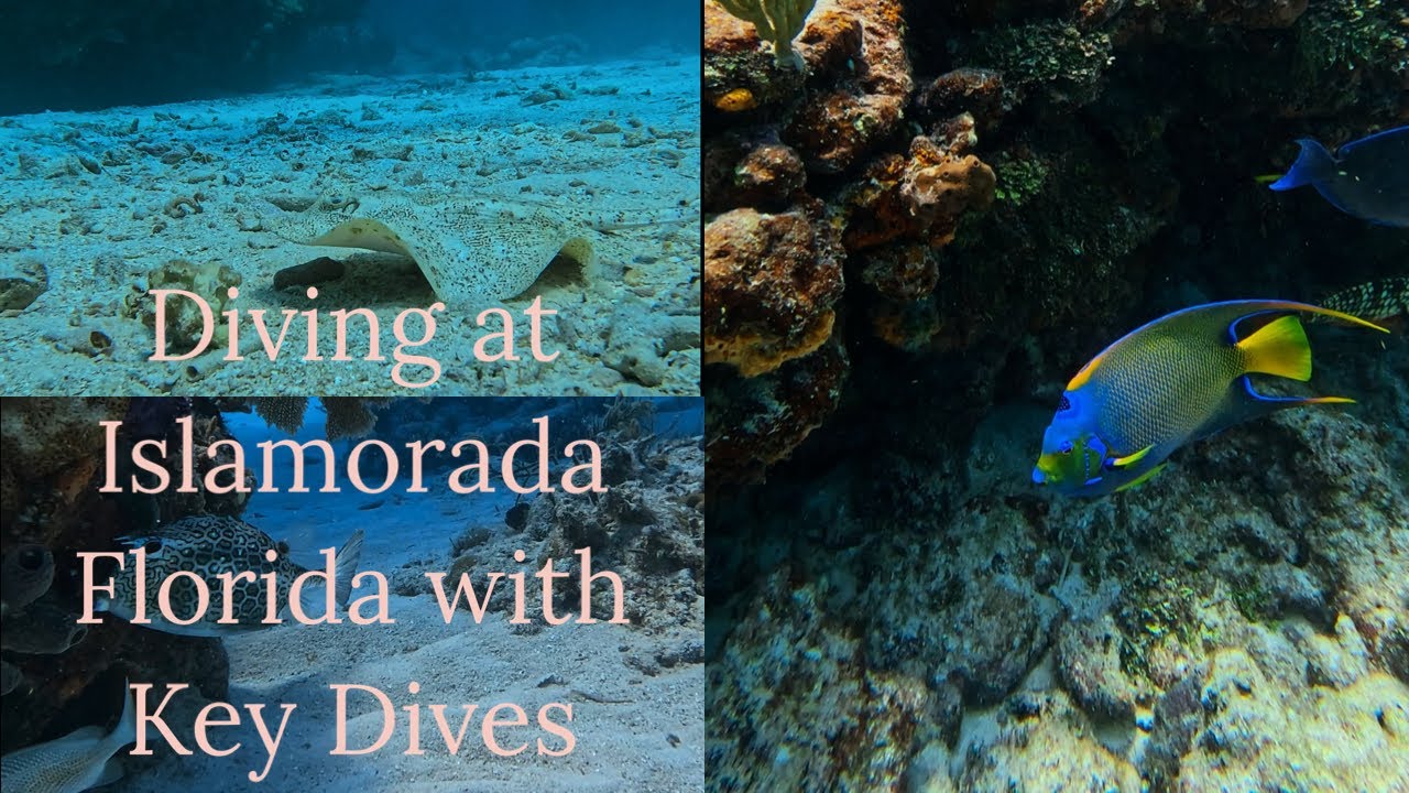 Scuba Diving at Islamorada FL, Jun 2024 with Key Dives - YouTube