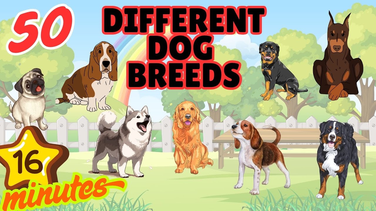 Different Breeds of Dogs | Learn Dog Types for Kids | Big & Small Dogs ...