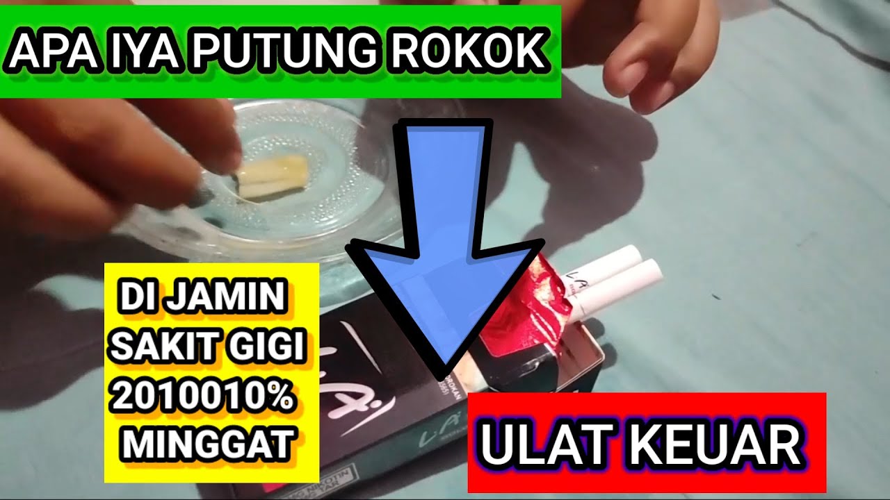 DI JAMIN !!! PUTUNG ROKOK BIKIN ULAT GIGI MATI SEUMUR HIDUP - YouTube