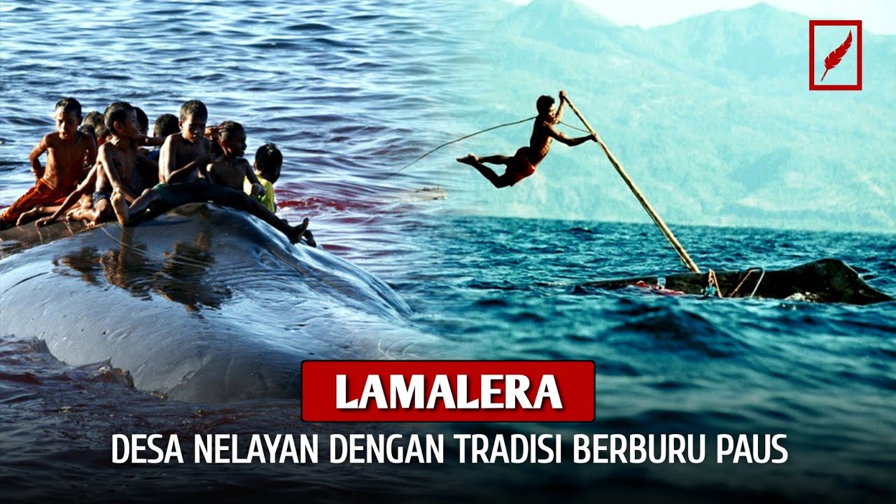 Lamalera NTT : Desa Nelayan Dengan Tradisi Berburu Paus Untuk Makan ...