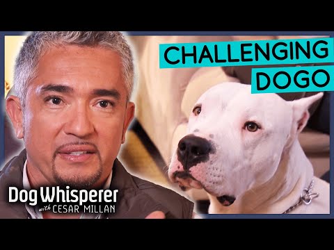 Intimidating Dogo Argentino Is Impossible To Restrain! | Dog Whisperer With Cesar Millan