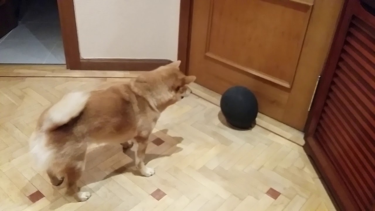 Shiba inu scared - YouTube