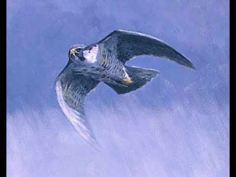 Mid Air Battle: Bird of prey! (hawk vs falcon, peregrine, goshawk ...