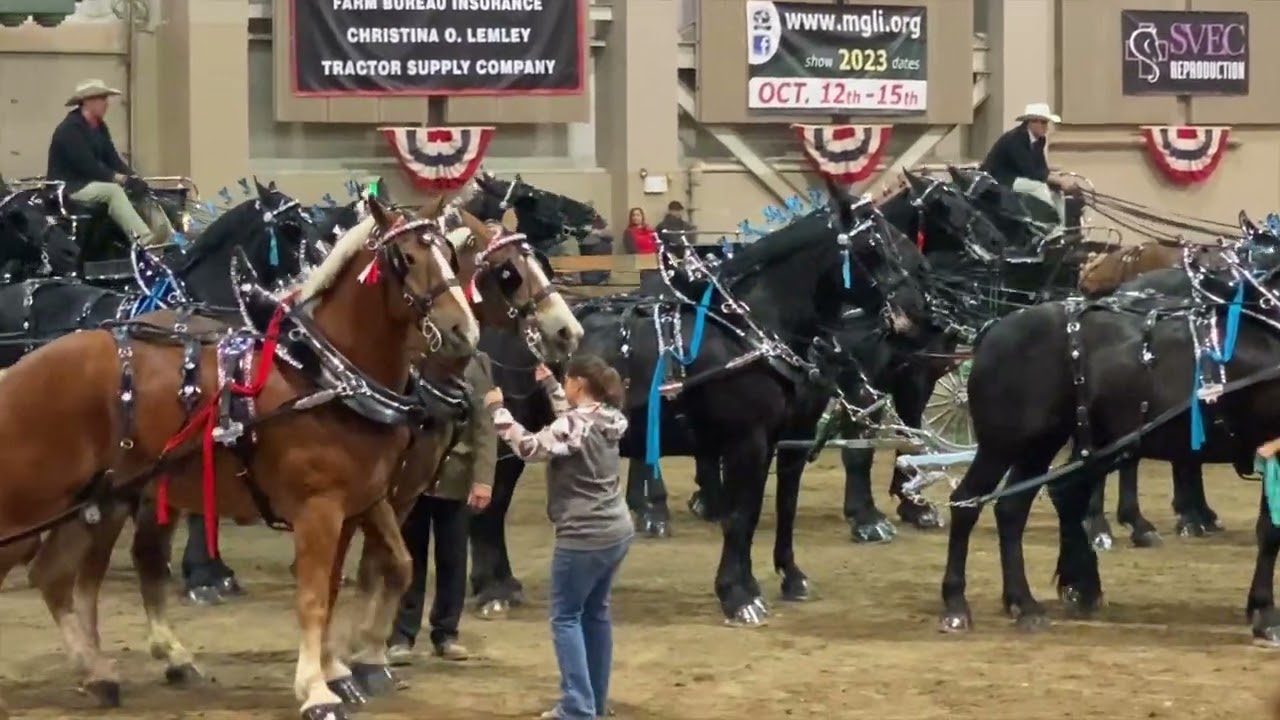 horses at MSU university part 1 - YouTube