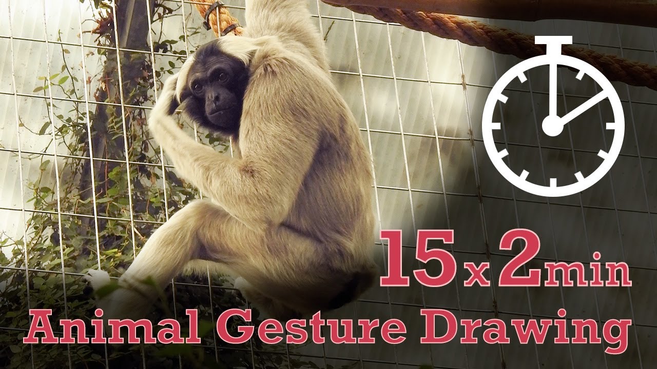 Animal Drawing References #97 - 15x2min poses - Gibbon - YouTube