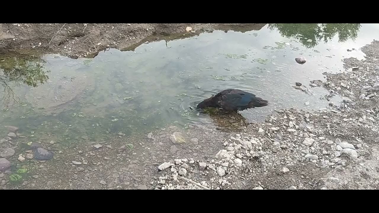 Clark County Wetlands Park Wild Livebearers - YouTube