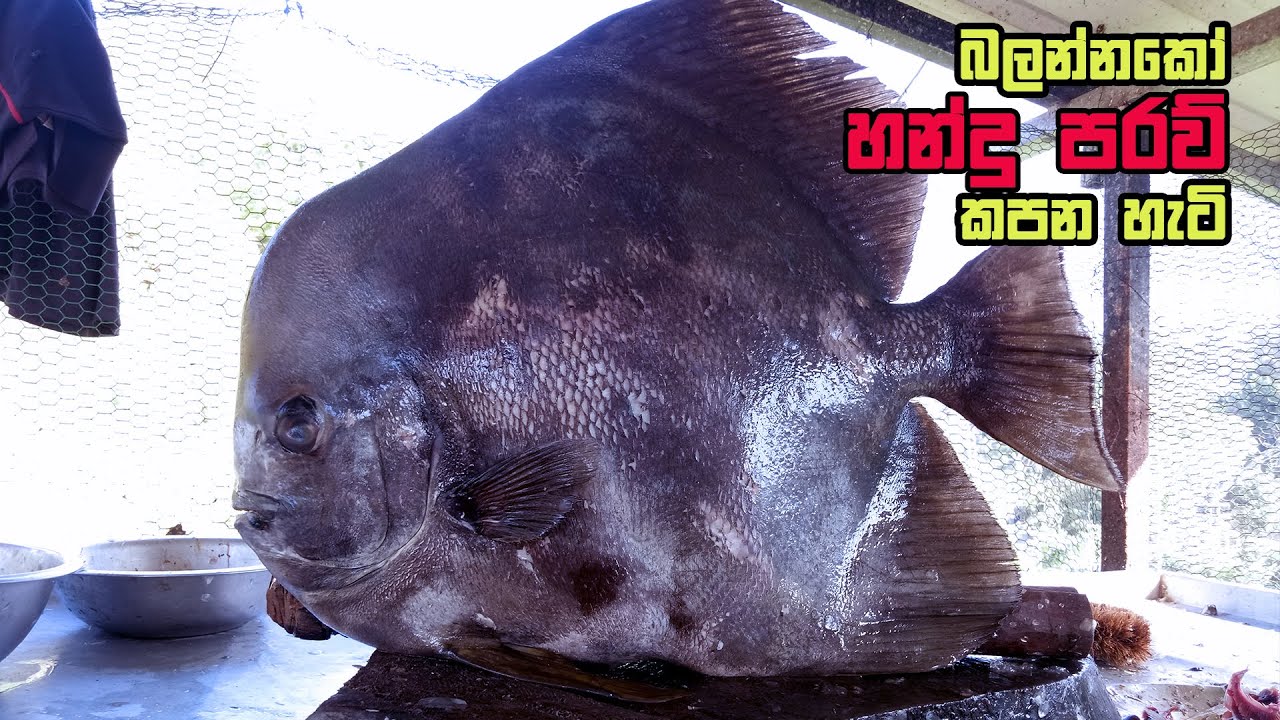 Black Pomfret Fish Cutting In Fish Market | Fillet Fishing Cut | Handu ...