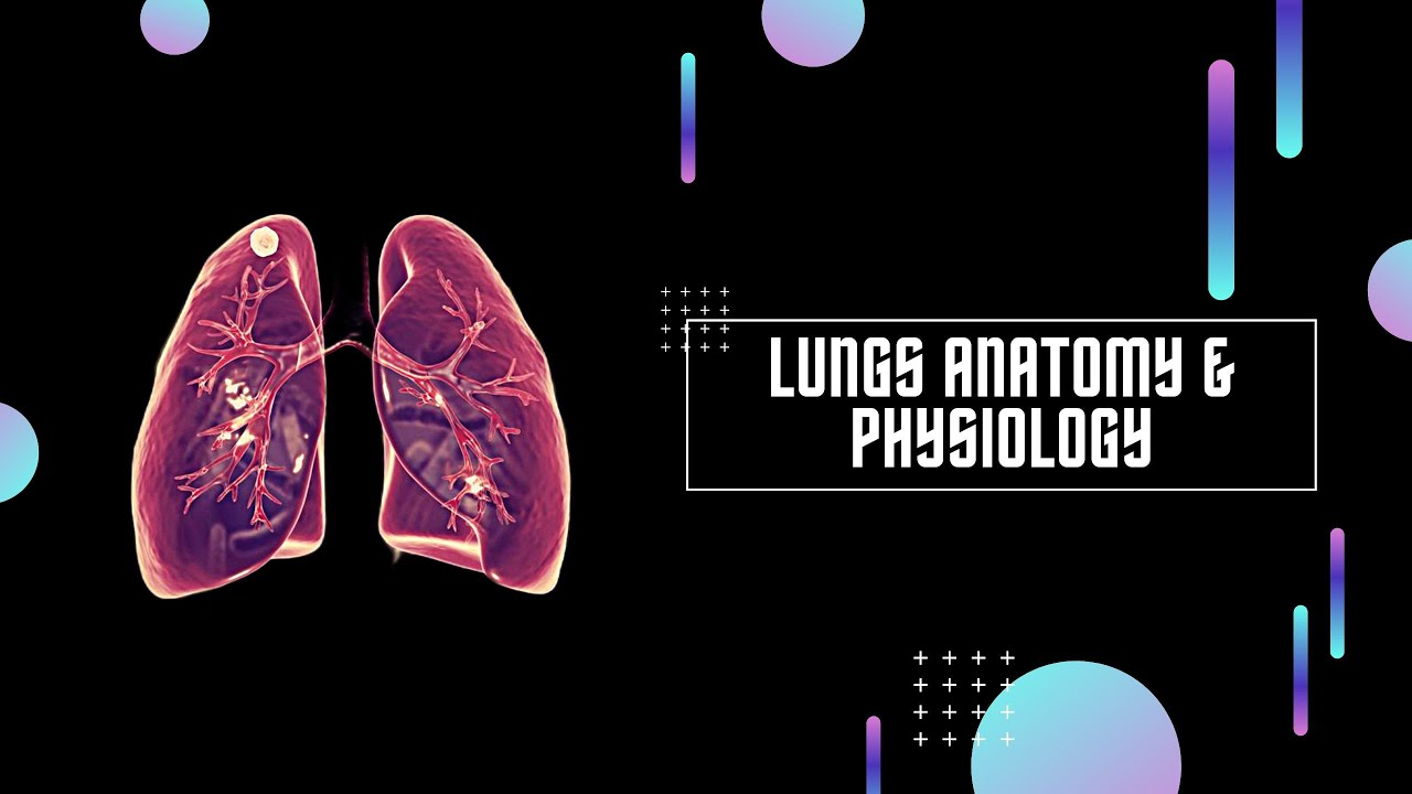LUNGS ANATOMY AND PHYSIOLOGY | ANATOMI FISIOLOGI PARU-PARU - YouTube
