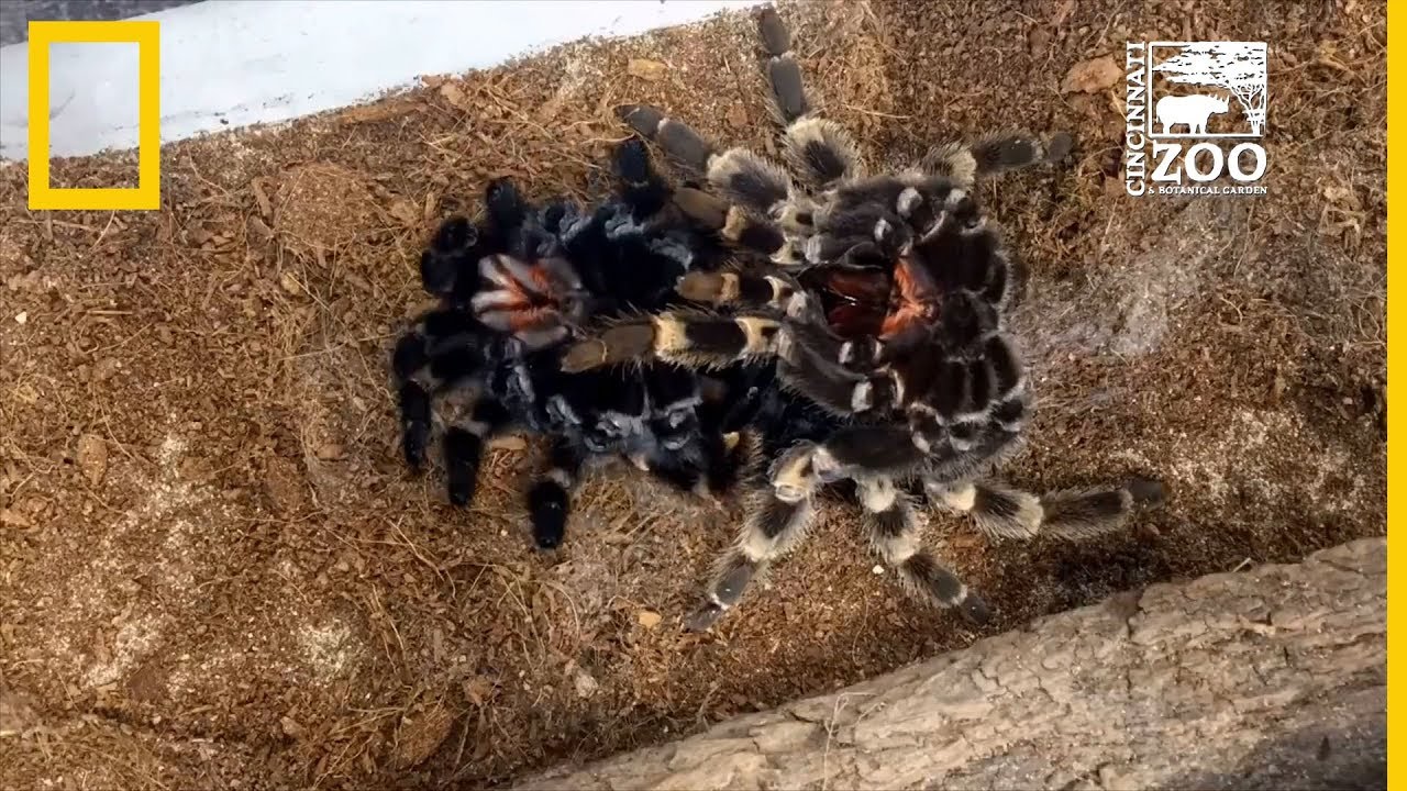 Una tarántula muda su exoesqueleto en este time-lapse | National Geographic en Español - YouTube