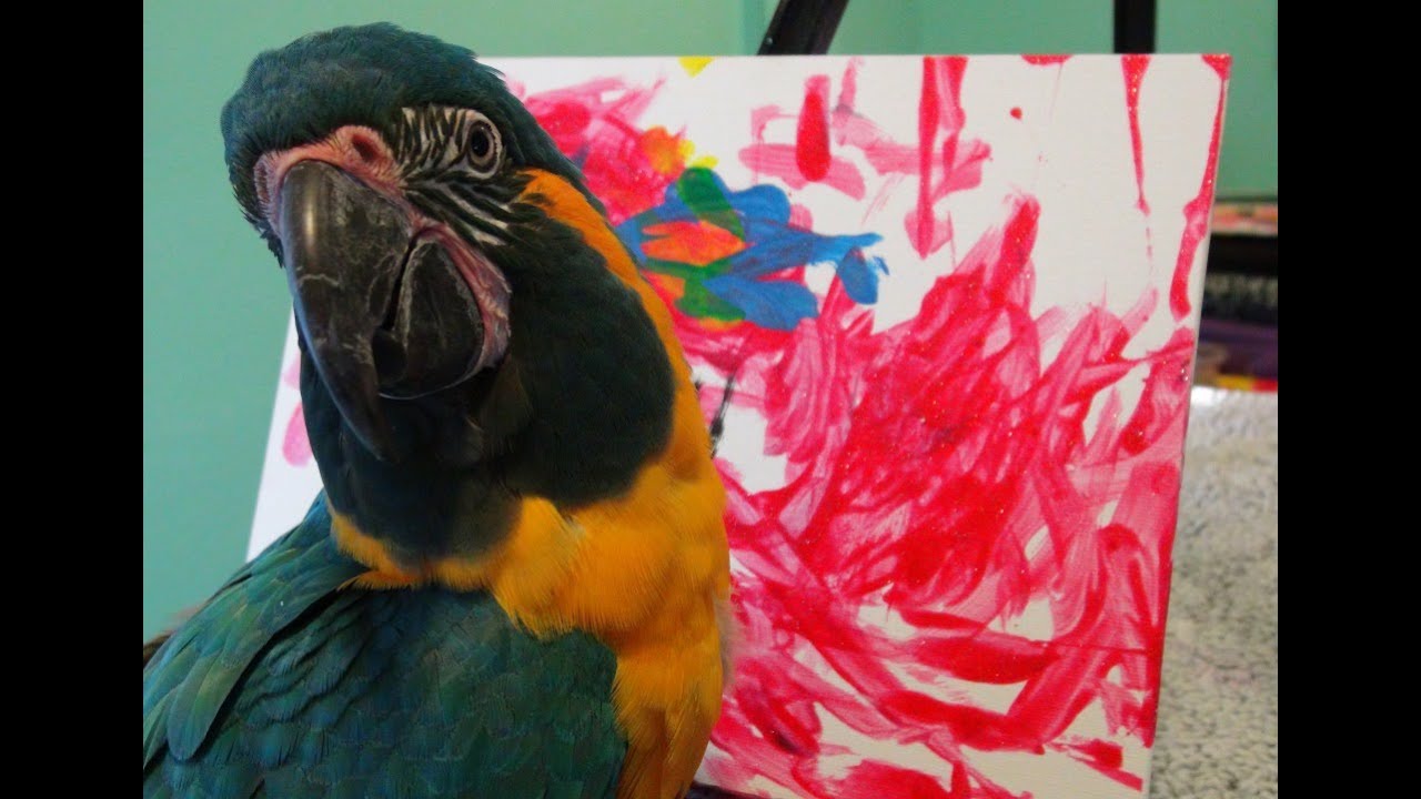 Watch my Parrot Create a Painting - YouTube