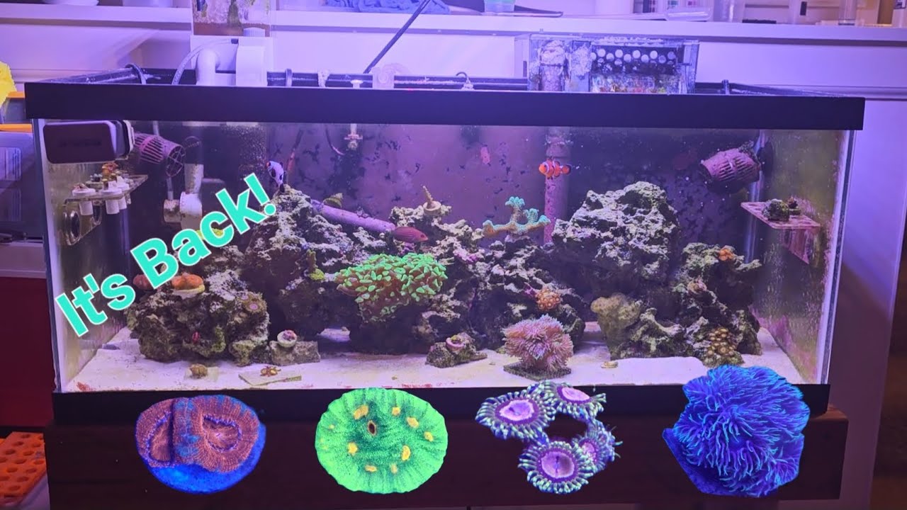 Budget 20 Gallon Long Nano Reef is Back! - YouTube