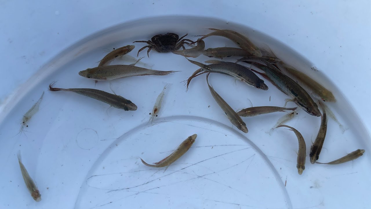 Capture and observe various creatures in Beautiful lake. small fish ...