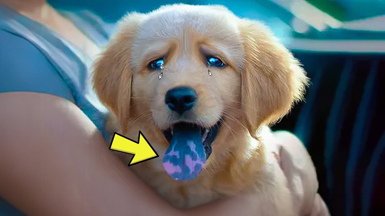 Dog Tongue Color 4 Dog Breeds With Blue Tongues