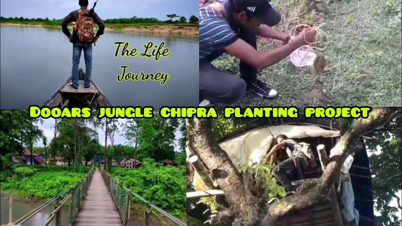 north Bengal chipra forest 🌳🦜🐒🐘 - YouTube