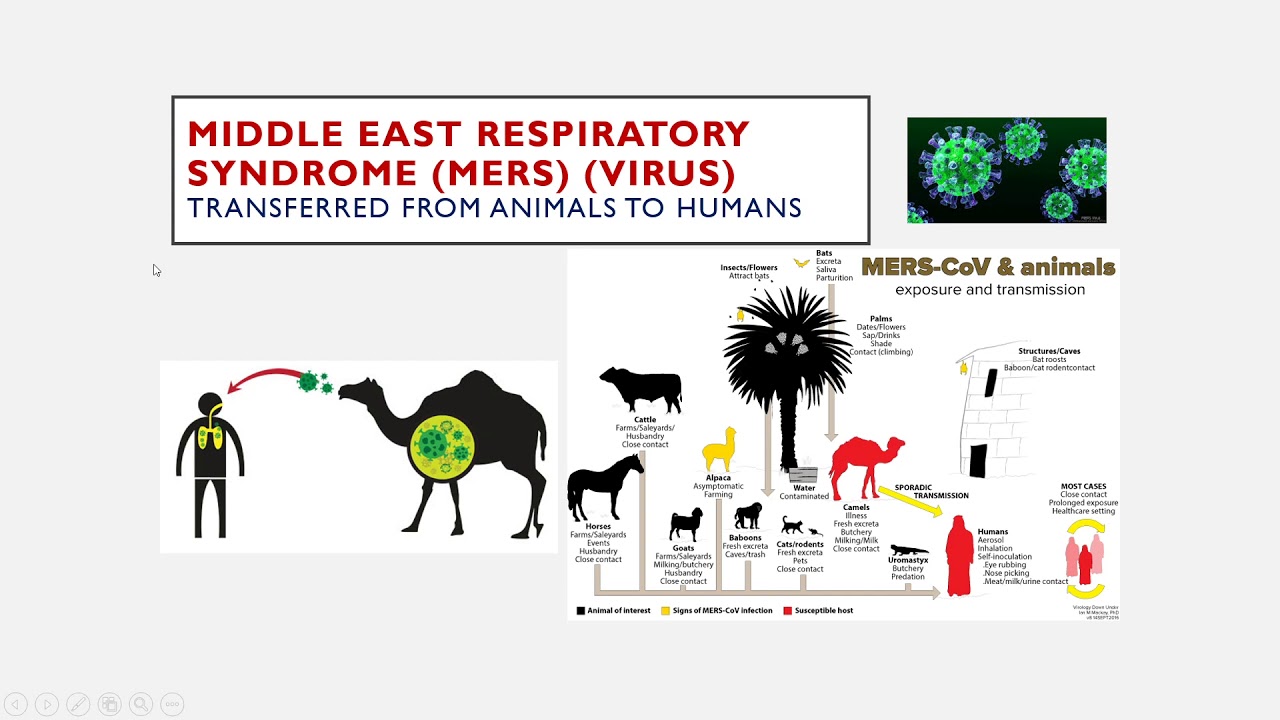 APES Unit 8.15: Pathogens and Infections Diseases - YouTube