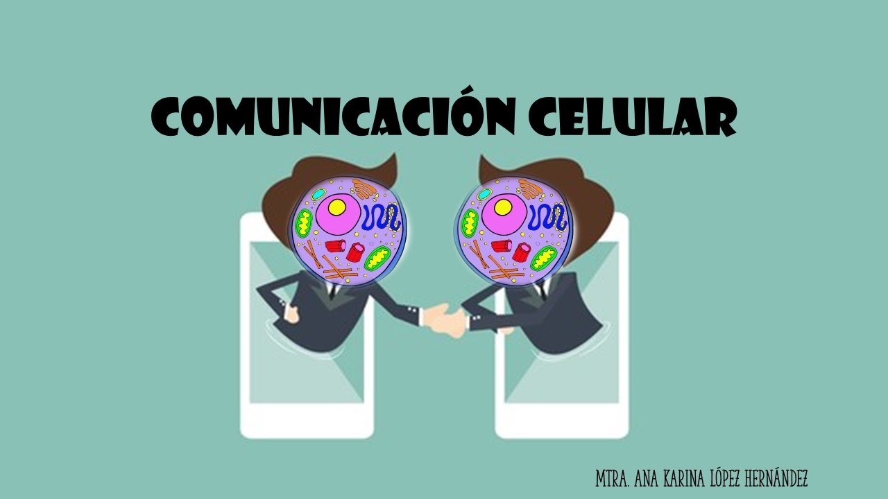 Comunicación celular - YouTube