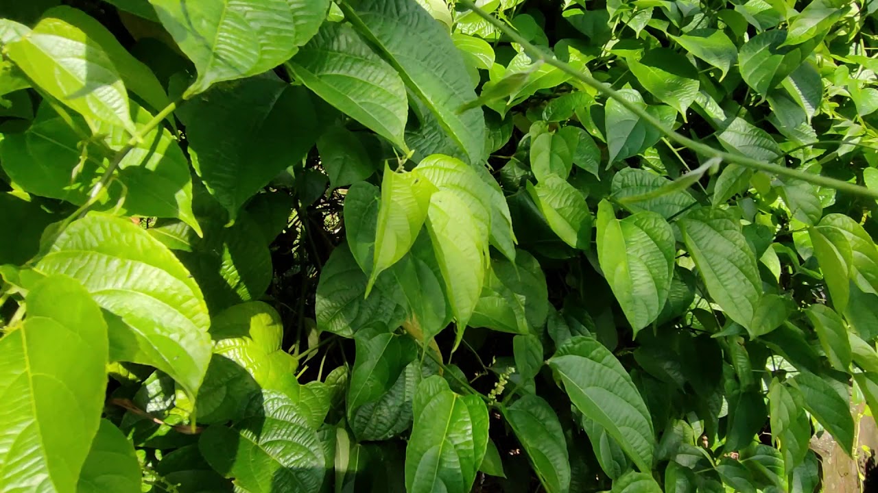 Pokok Sacha Inchi - YouTube