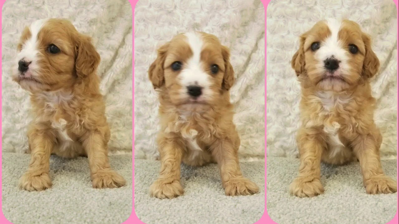 5-25-2019 Our two Cavapoo litters💕 - YouTube