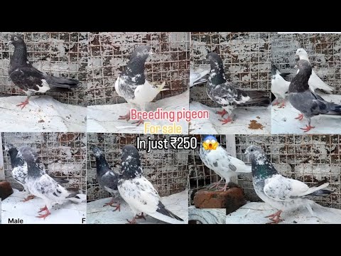 High quality breeder pigeon for sale in cheap price😱 - YouTube