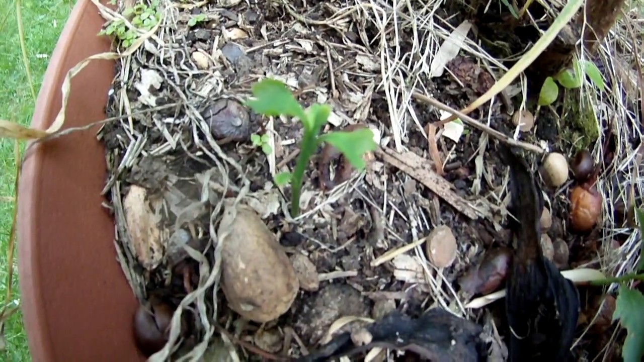 Baby Ginkgo biloba tree ?! at last ! - YouTube