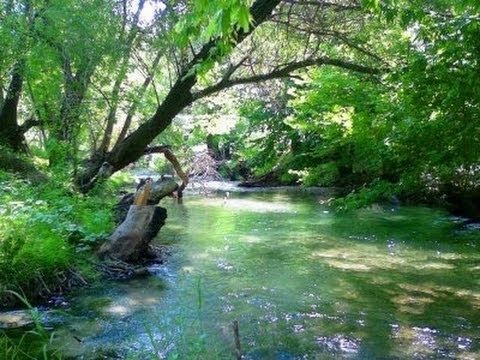 Doğa sesleri - YouTube