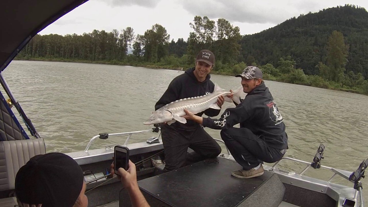 Fraser River, BC. Sturgeon Fishing, 2016 - YouTube
