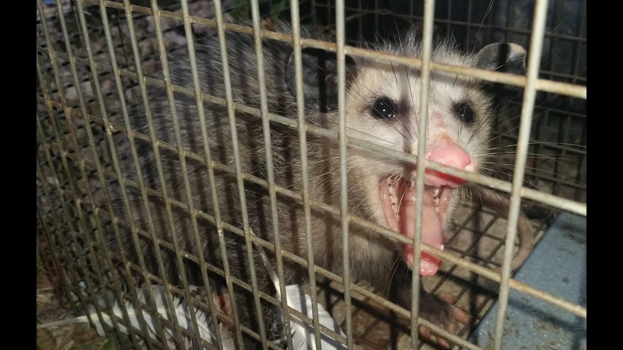 chicken thief ( possum/ opossum) caught - YouTube