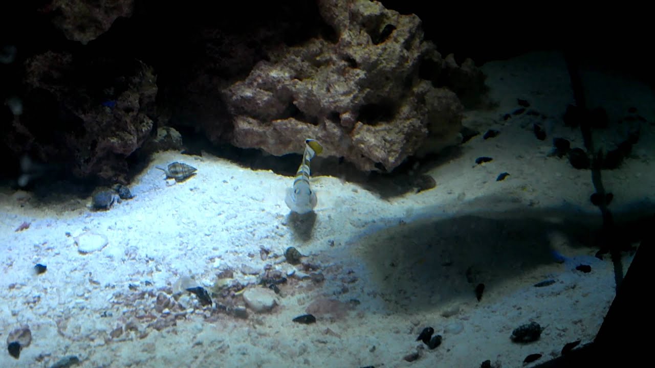Tiger Wardi Goby in action - YouTube