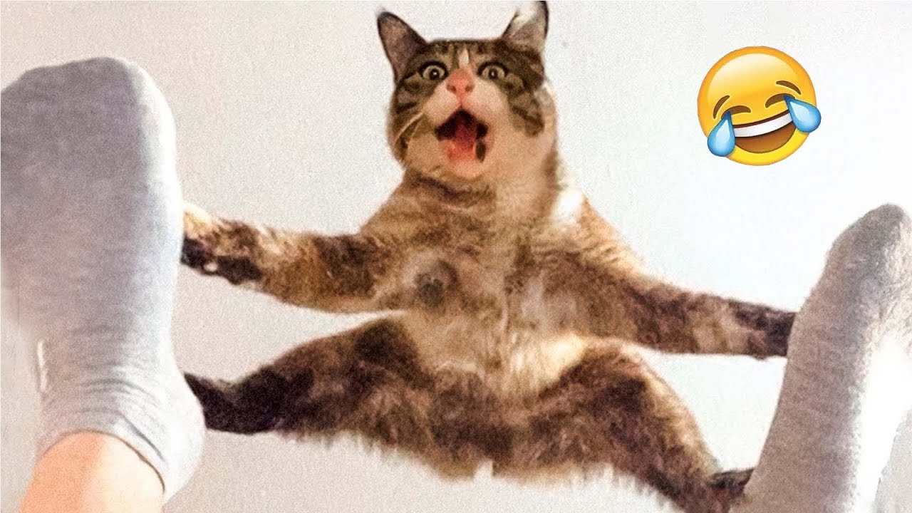 Videos De Risa 2025 😂 Animales Graciosos 🐈 Los Videos de Perros y Gatos ...