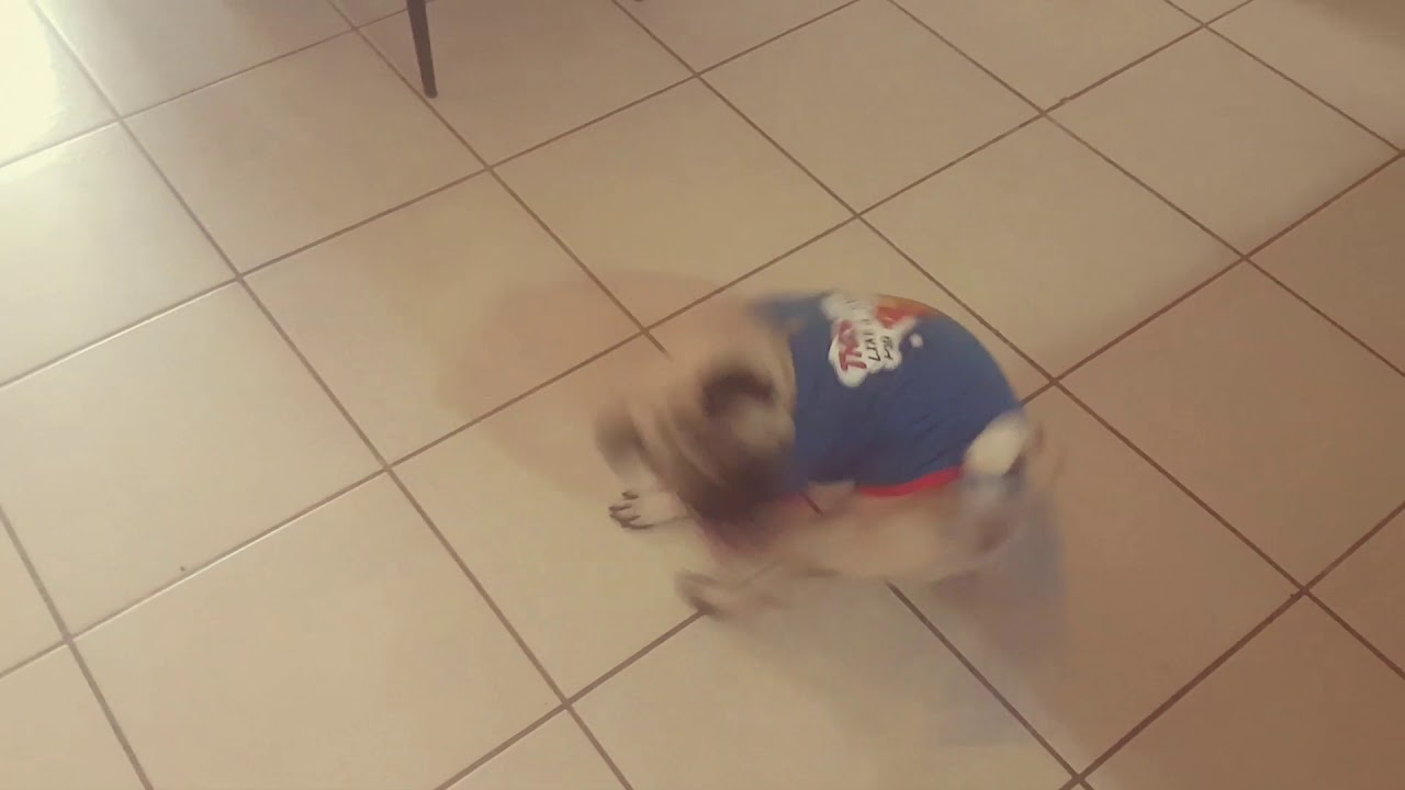 🐶 PERRO GIRANDO por su COLA // COMO se DIVIERTE un PERRO con su COLA ...