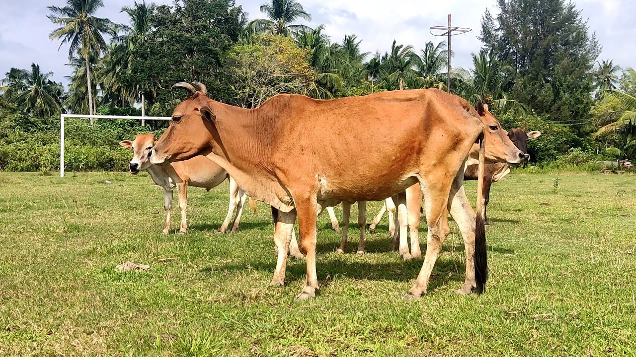 suara sapi unik mo mooing, cara mengembala sapi yang benar, sapi gemuk ...